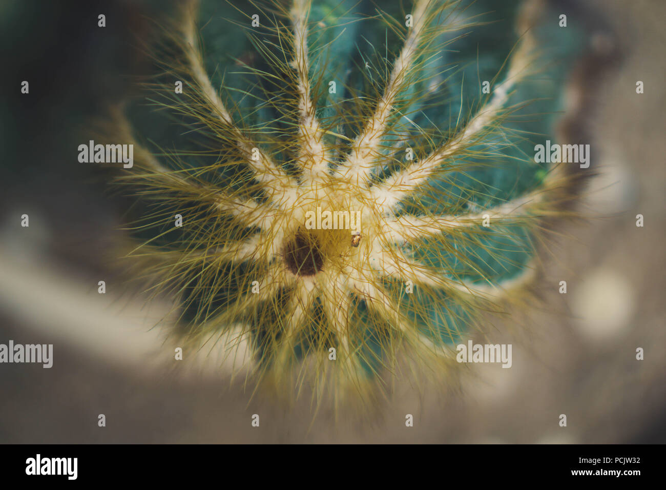 Green tosca hi-res stock photography and images - Alamy