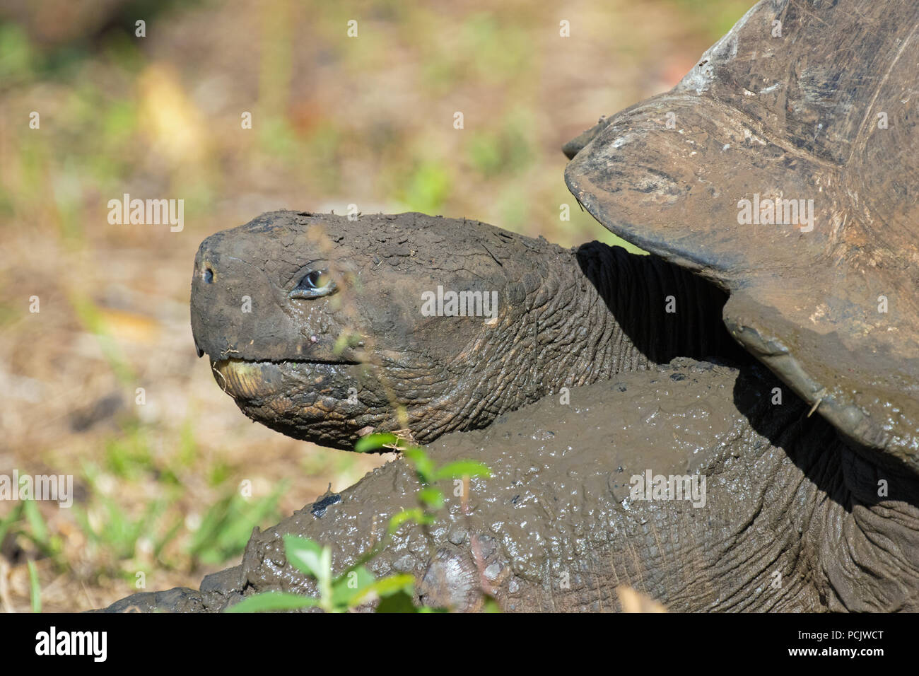 Galapagos giant turtles hi-res stock photography and images - Alamy