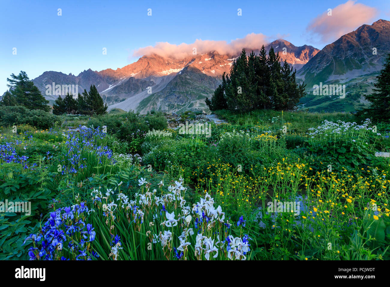 France, Hautes Alpes, Villar d'Arene, Alpine botanical garden of ...