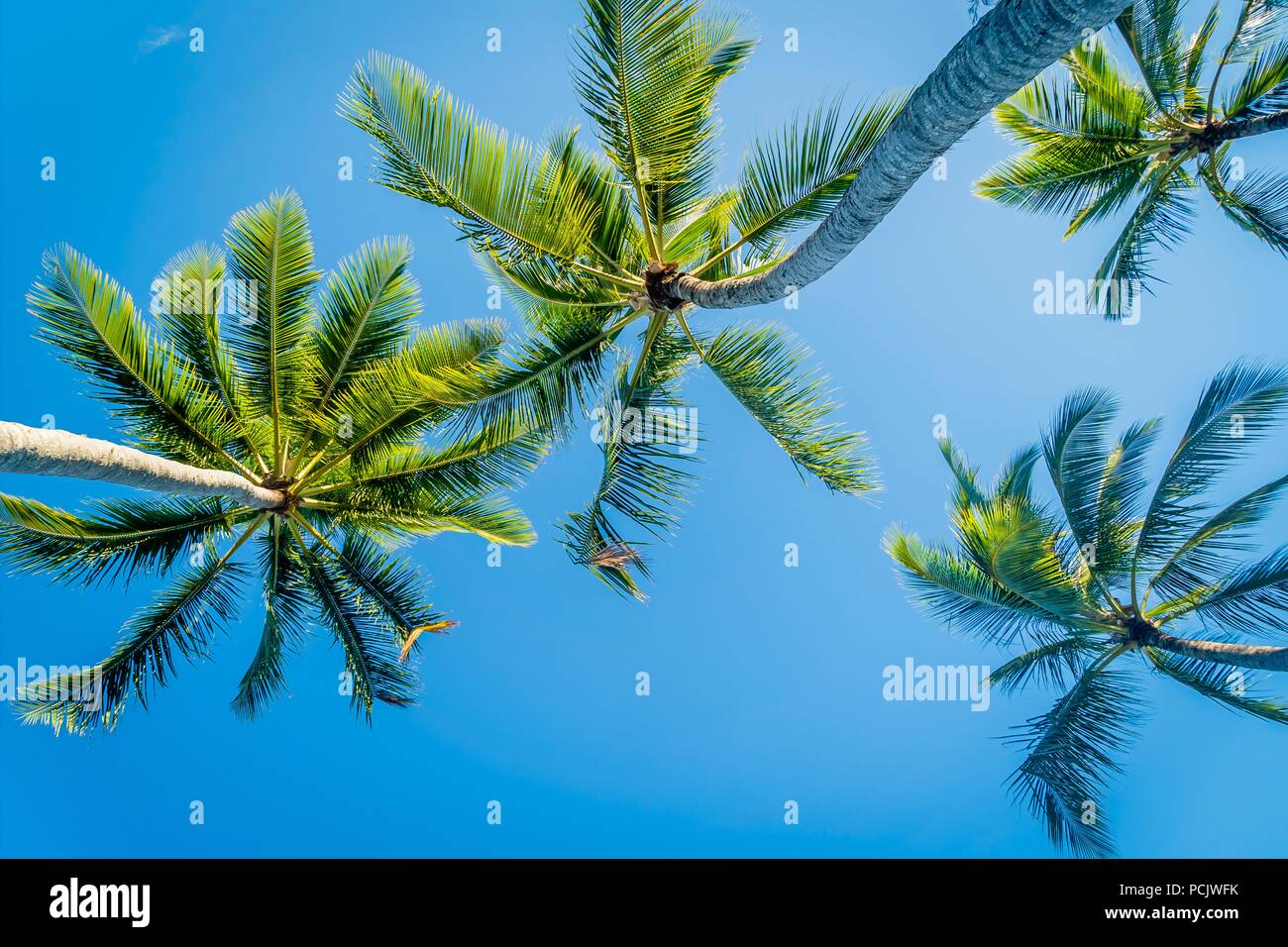 Palm trees seen from below in the summer Stock Photo - Alamy