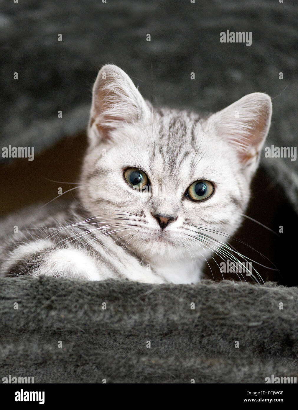 British shorthair silver tabby cat - wholehisa