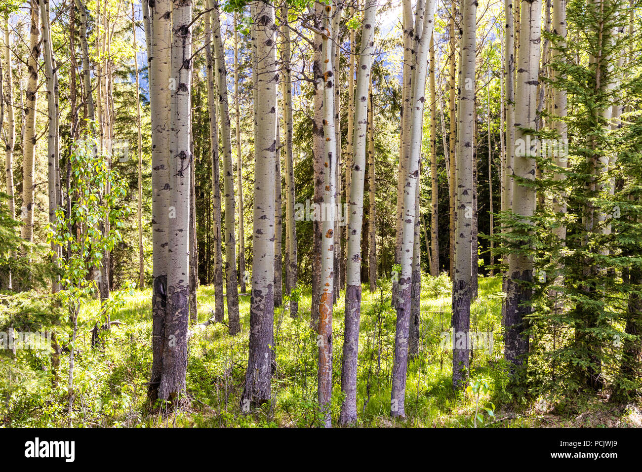 Silver birch woodland beside the Bow Valley Parkway west of Banff ...