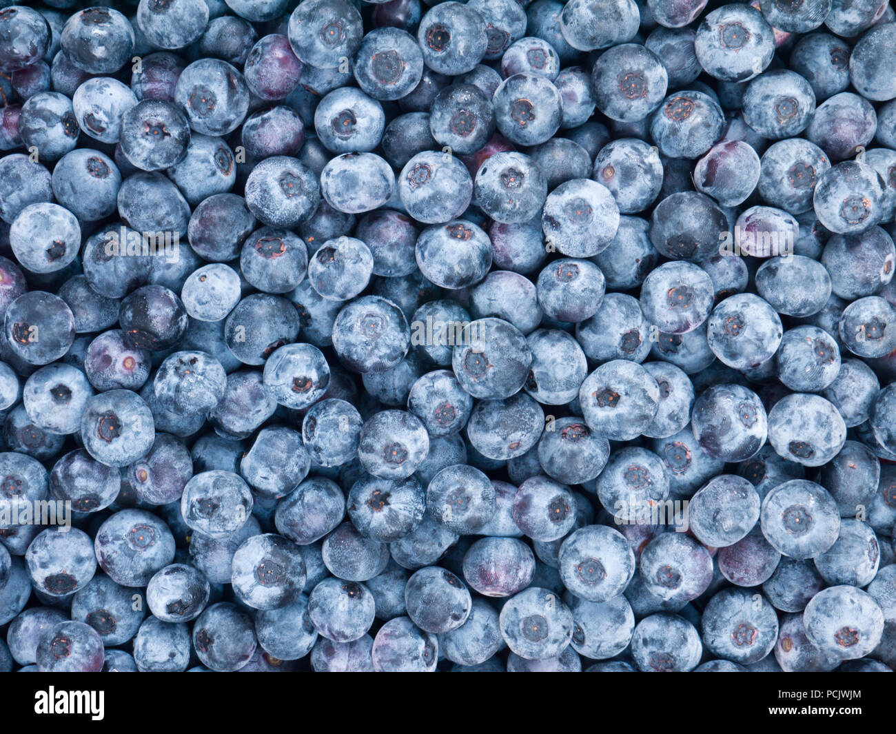 Blueberry garden hi-res stock photography and images - Alamy