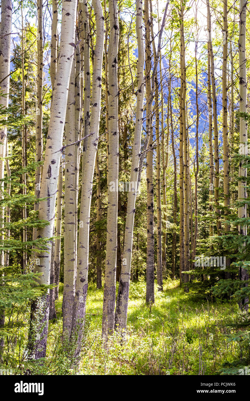 Silver birch woodland hi-res stock photography and images - Alamy