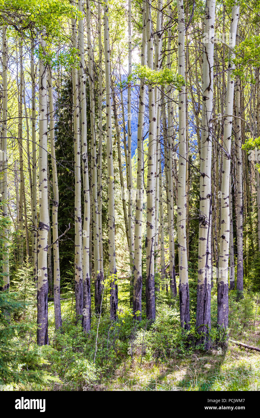 Silver birch woodland hi-res stock photography and images - Alamy