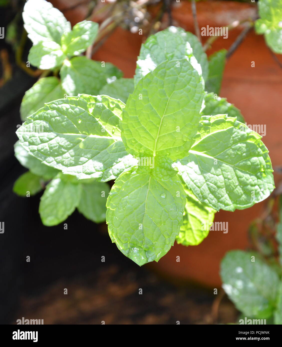 Peppermint Tree Stock Photos & Peppermint Tree Stock Images - Alamy