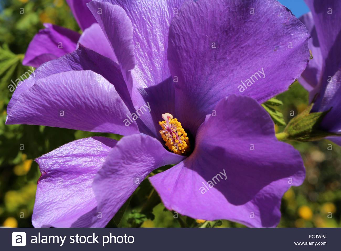 Australian Native Hibiscus High Resolution Stock Photography and Images ...