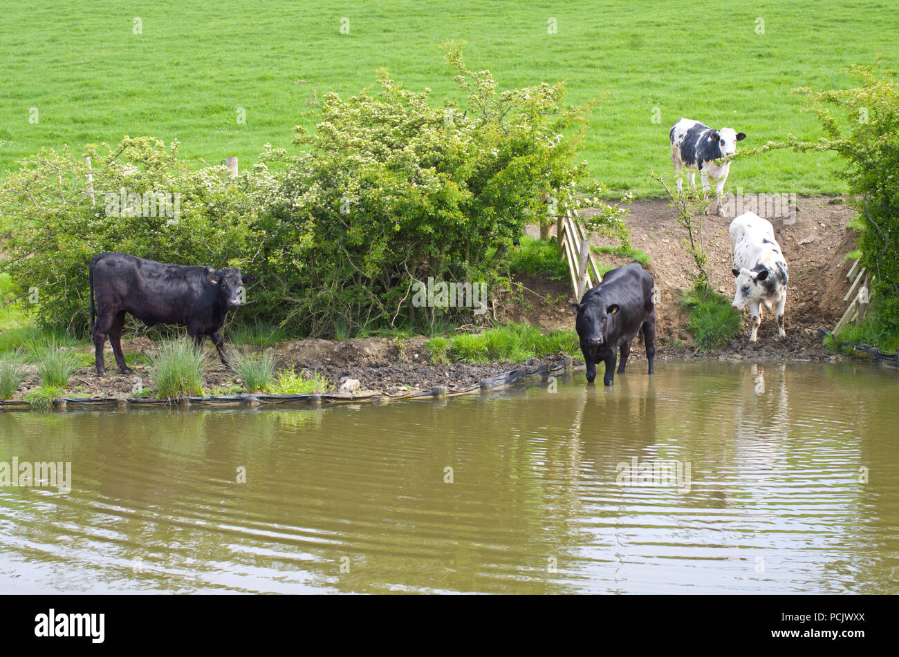 Cattle Drinking Canal UK Leeds Liverpool Canal Yorkshire Dales UK Stock ...