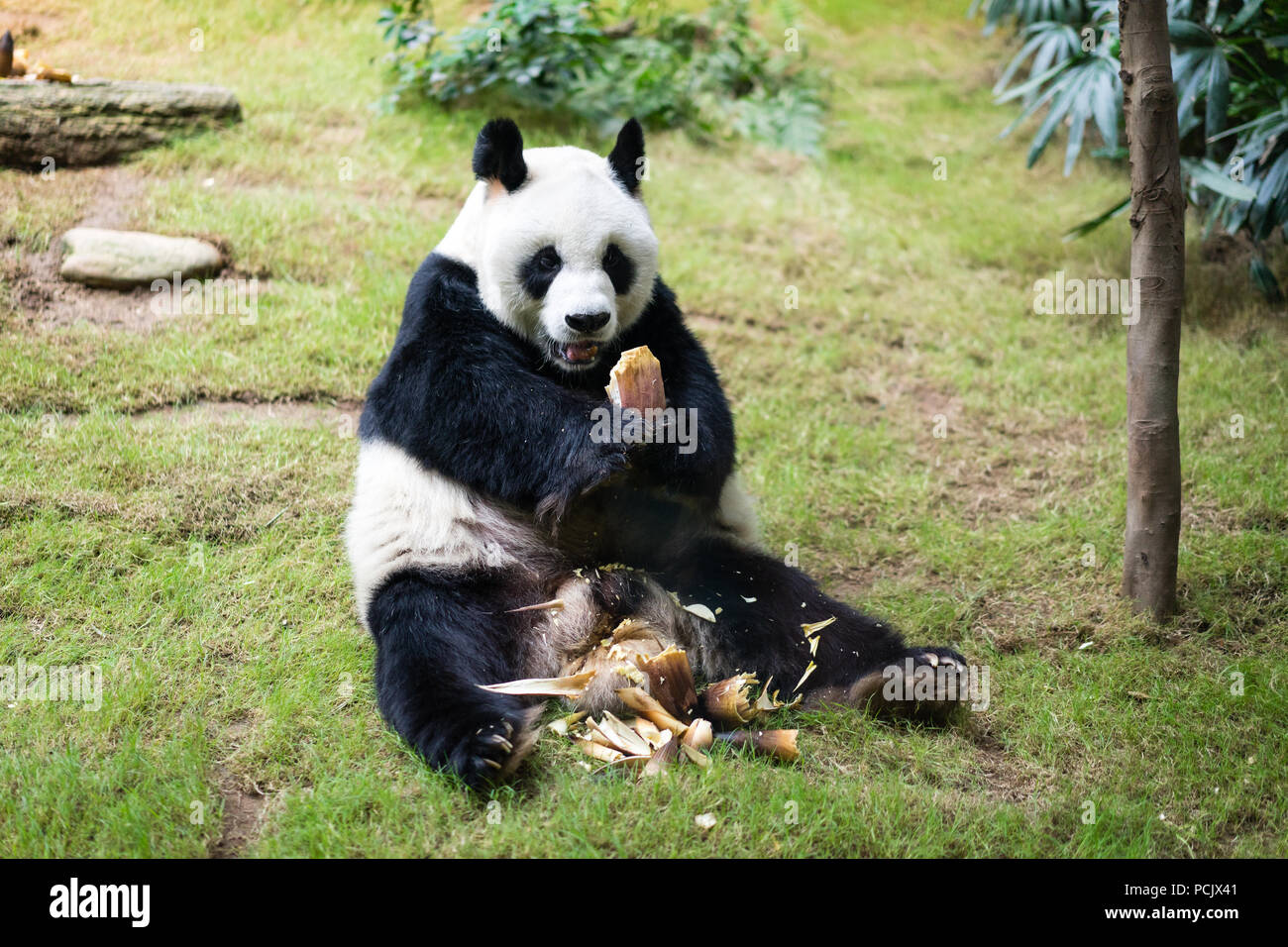 Giant panda named Ying Ying is eating bamboo shoot Stock Photo - Alamy