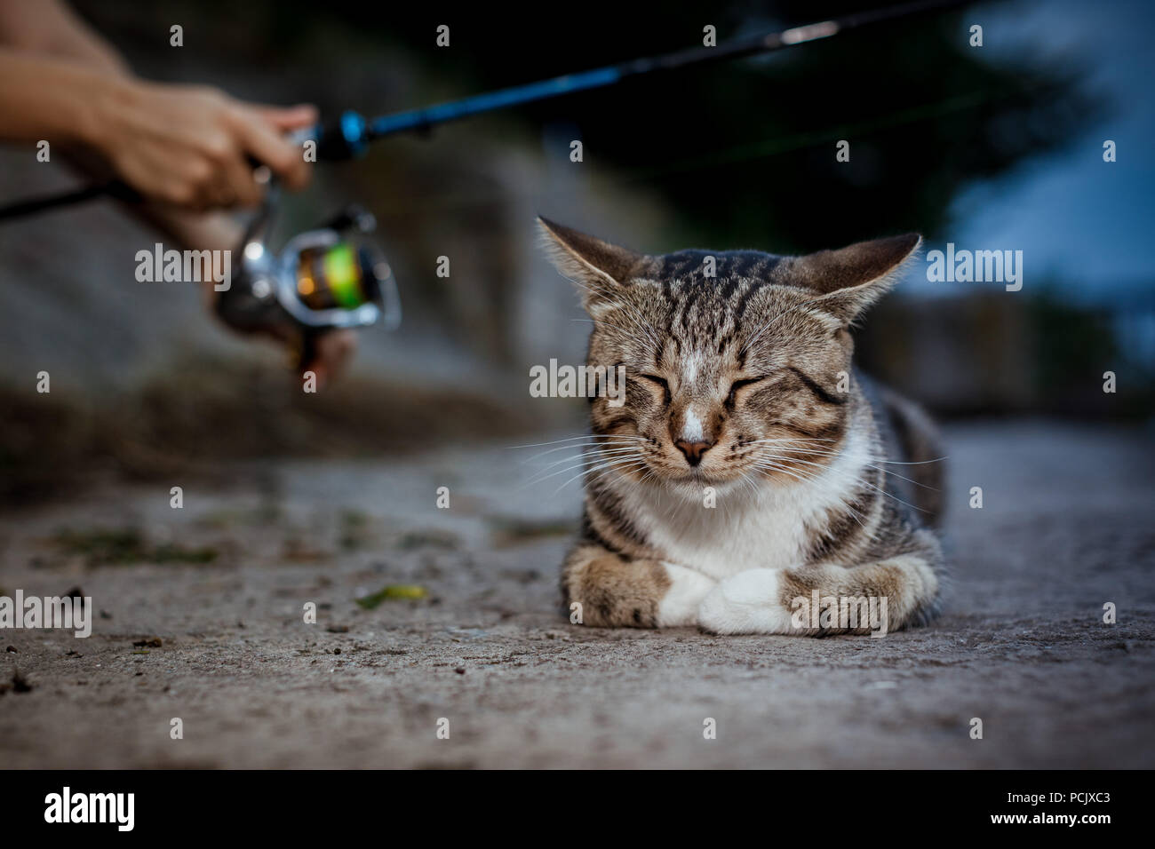 cat and fisherman with fishing rod wheel Stock Photo - Alamy