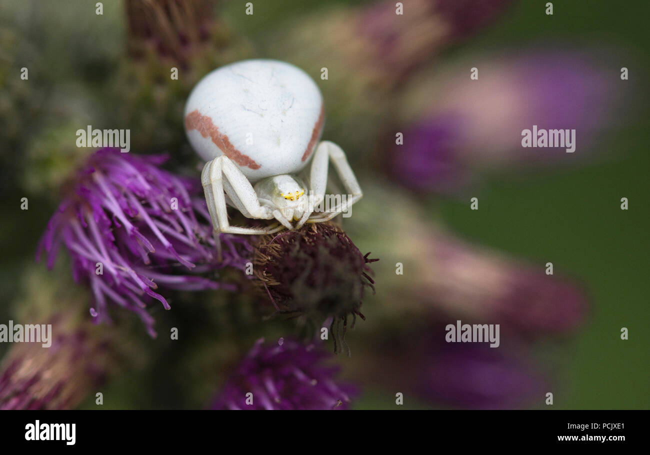 Female crab spider on hi-res stock photography and images - Alamy