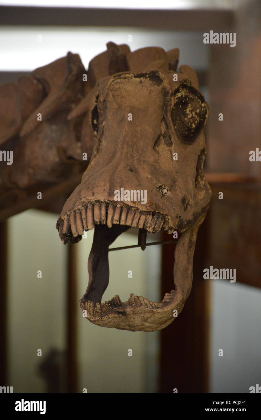 Barapasaurus Skeleton
