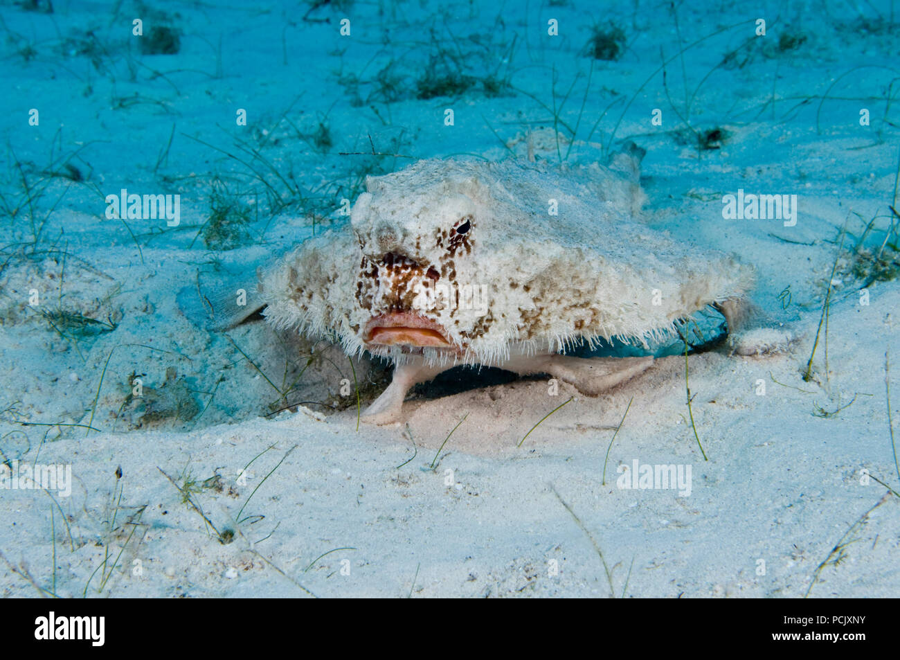 Turks caicos fish hi-res stock photography and images - Alamy