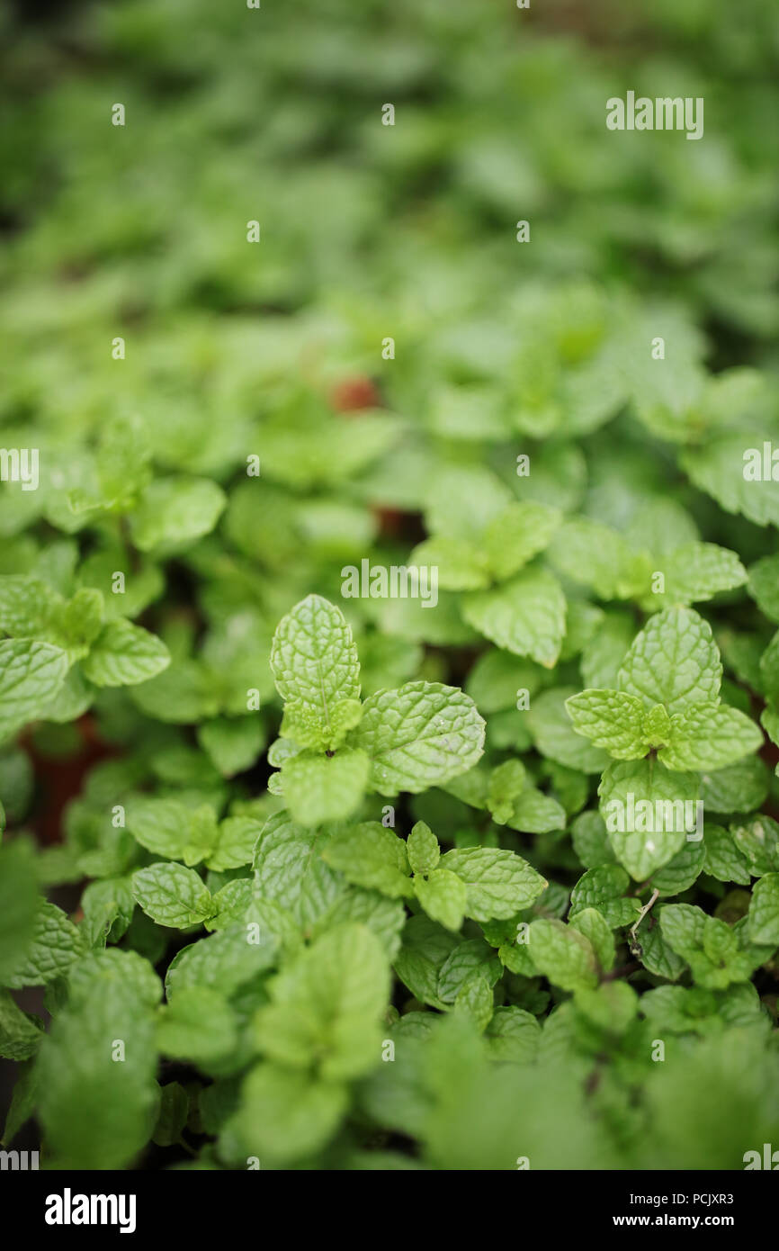 Menthol leaf hi-res stock photography and images - Alamy