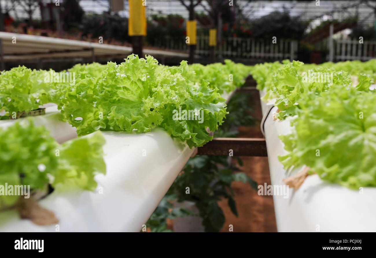 Lettuce farm hi-res stock photography and images - Alamy
