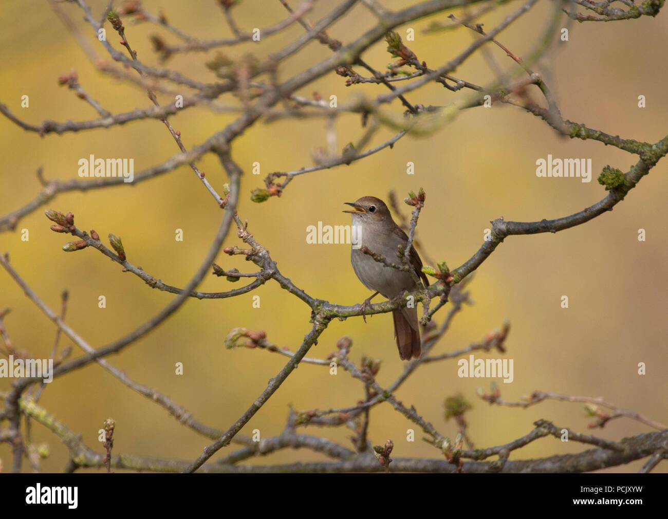 Nightingale singing tree hi-res stock photography and images - Alamy