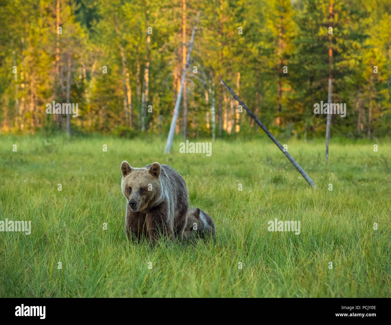 Mother brown bear with cub Stock Photo - Alamy