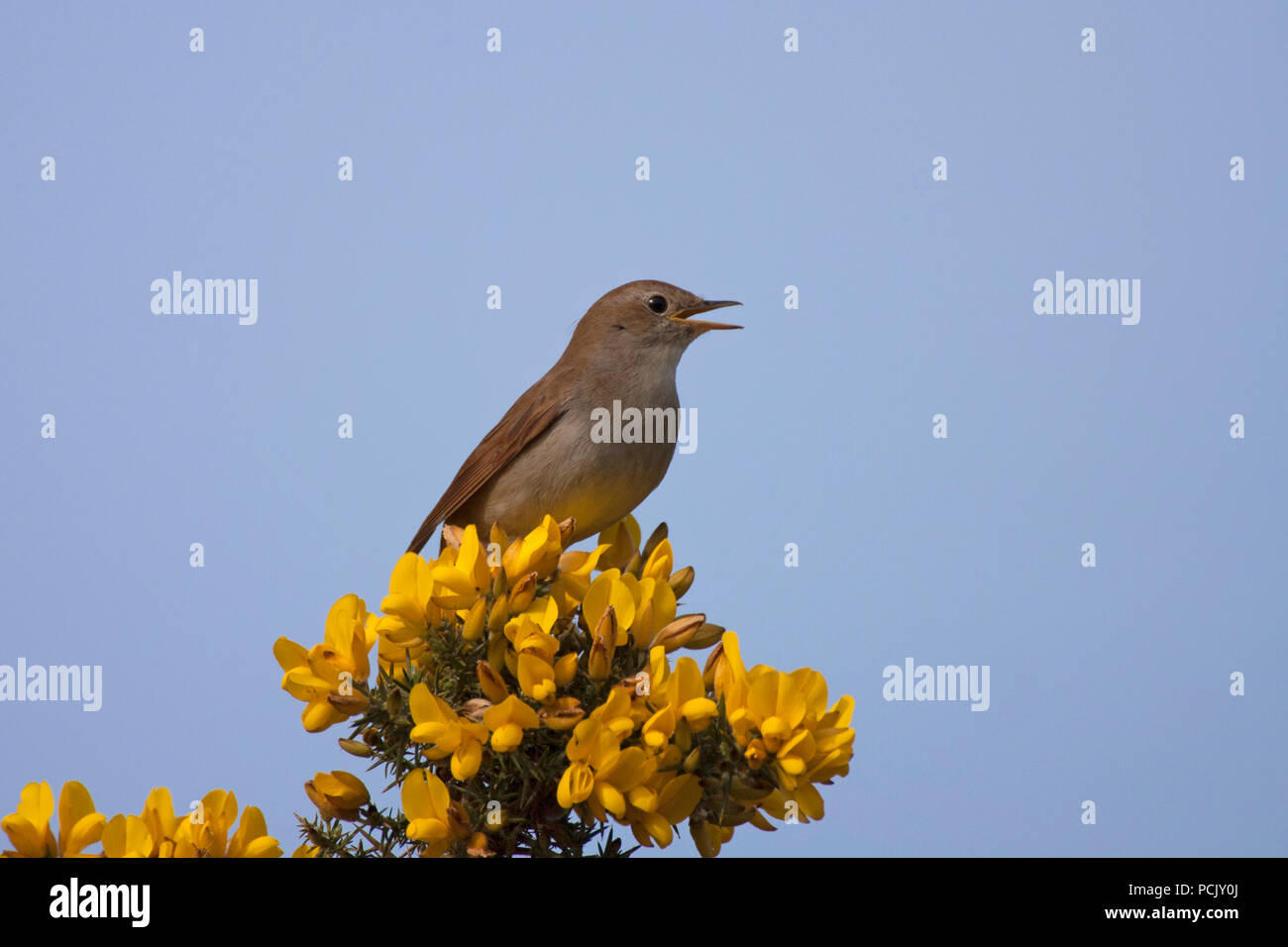 Nightingale luscinia megarhynchos uk hi-res stock photography and ...