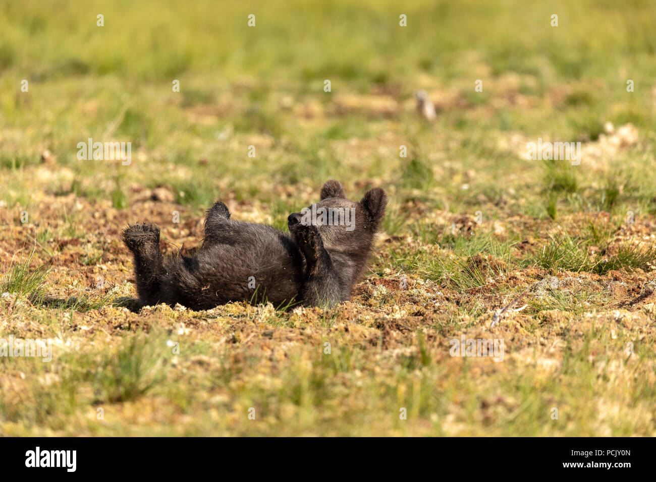 Brown bear cub on its back Stock Photo - Alamy