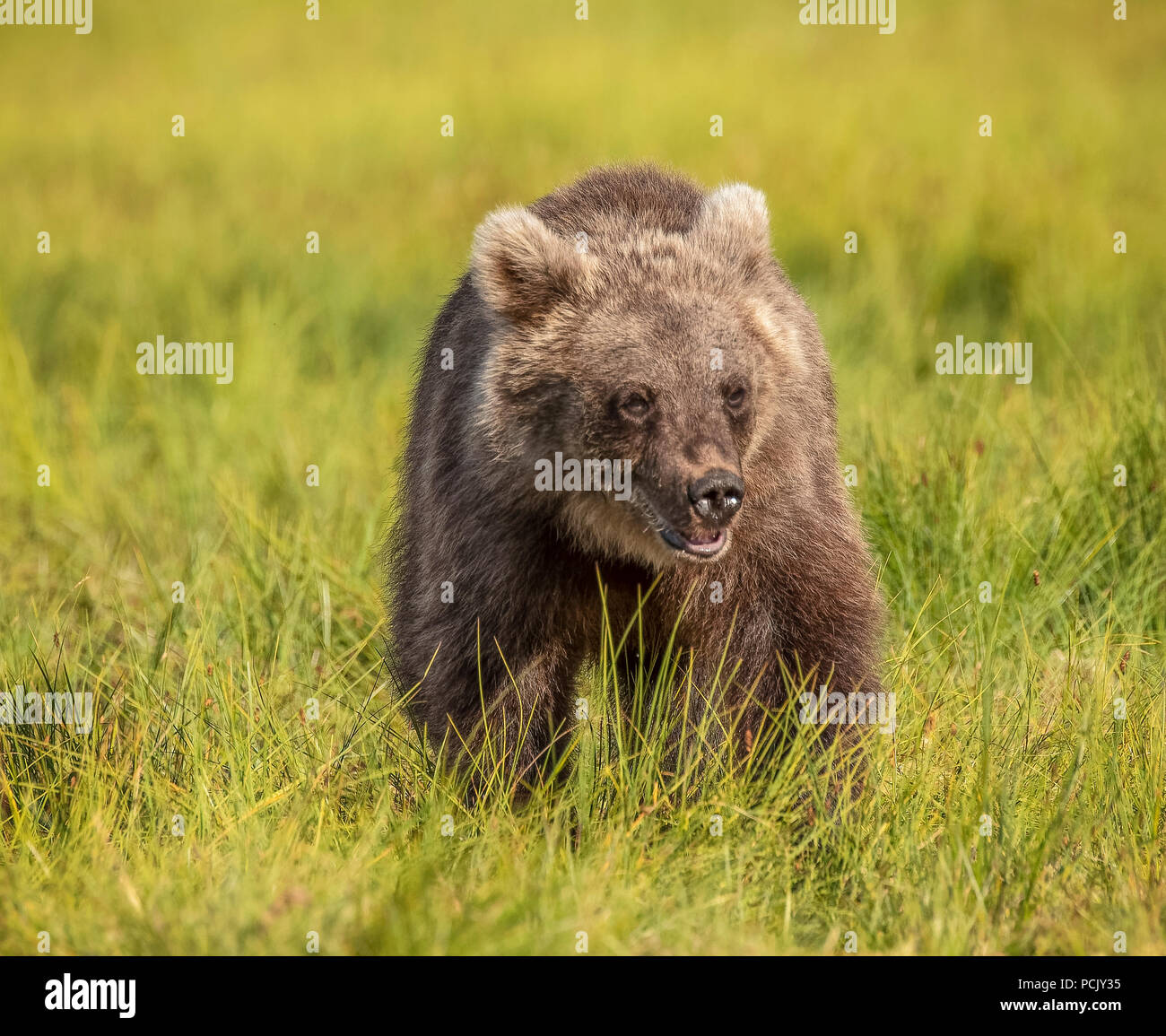 Wild bear cub hi-res stock photography and images - Alamy