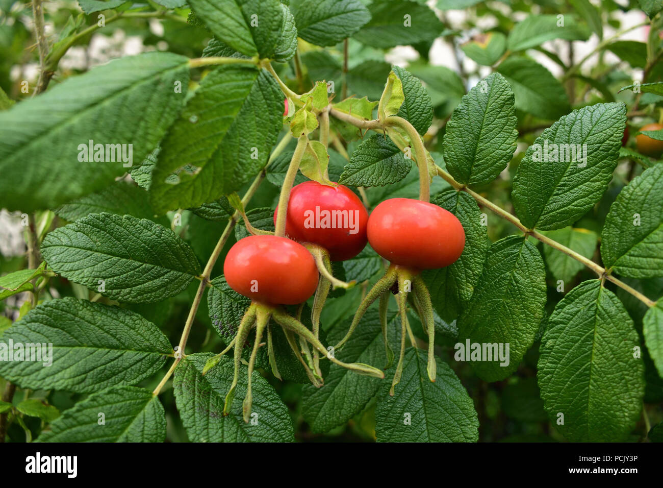 Rose Hip Fruits Stock Photo - Alamy
