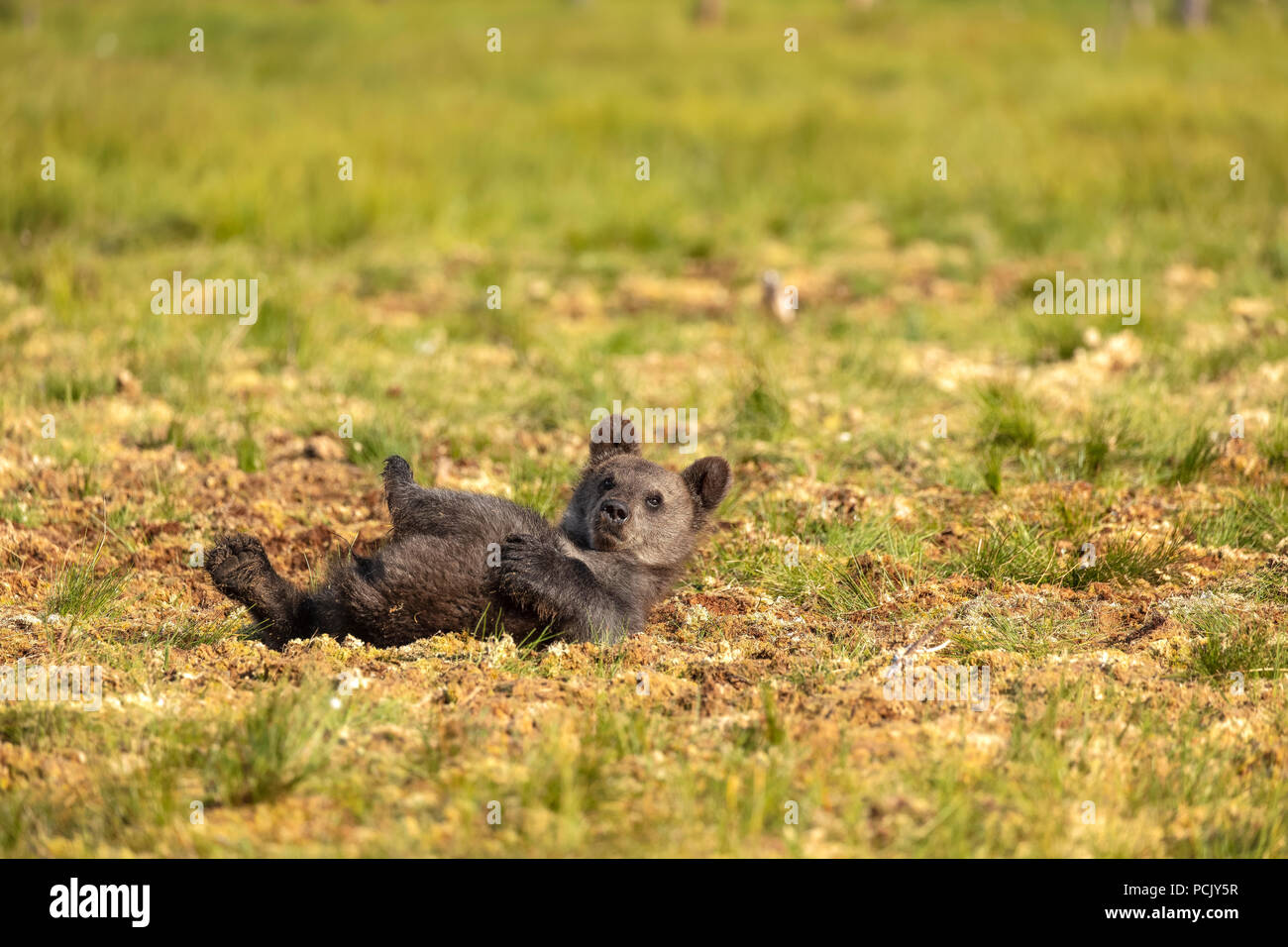 Bear cub lying on back hi-res stock photography and images - Alamy