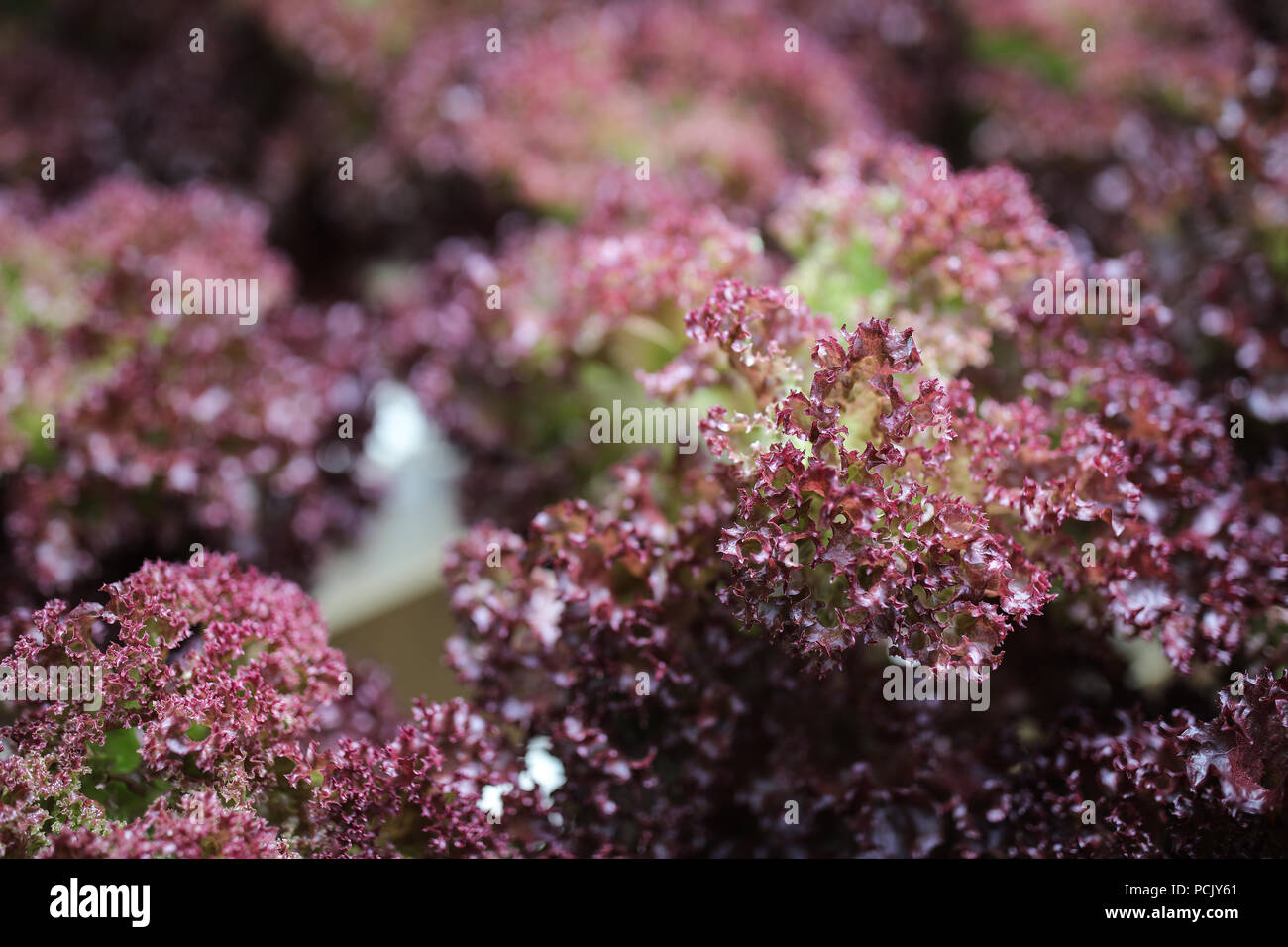 Cabbage Lettuce Farm background Stock Photo - Alamy