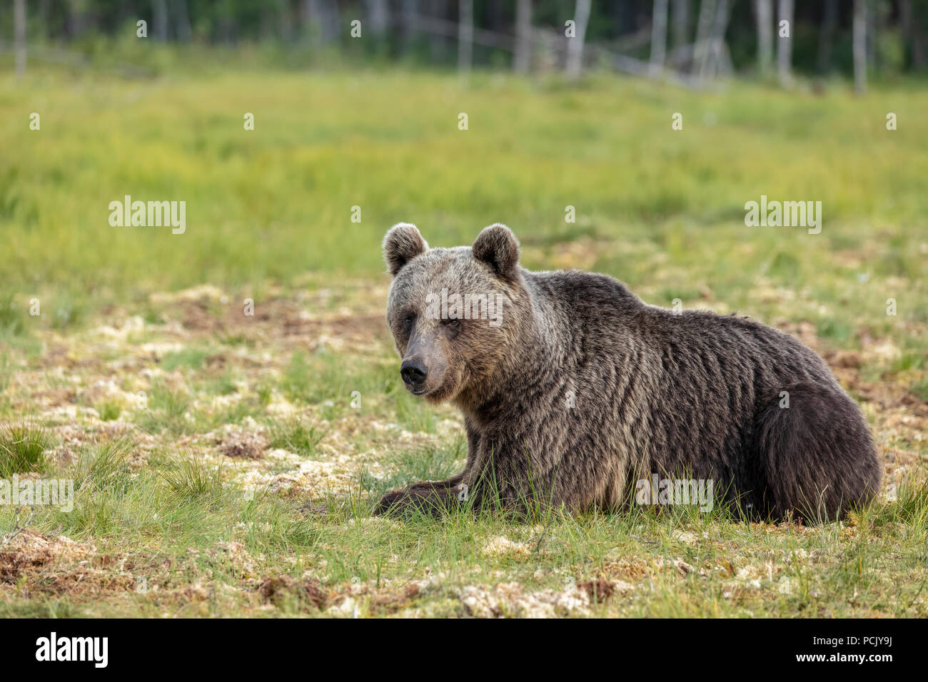 Wild Brown Bear Stock Photo - Alamy