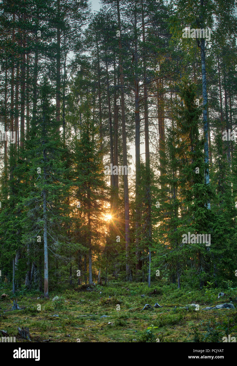 Forest in Finland at sunset Stock Photo - Alamy