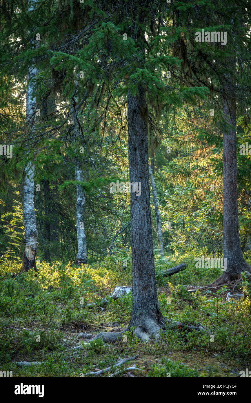Finnish forest at sunset Stock Photo - Alamy