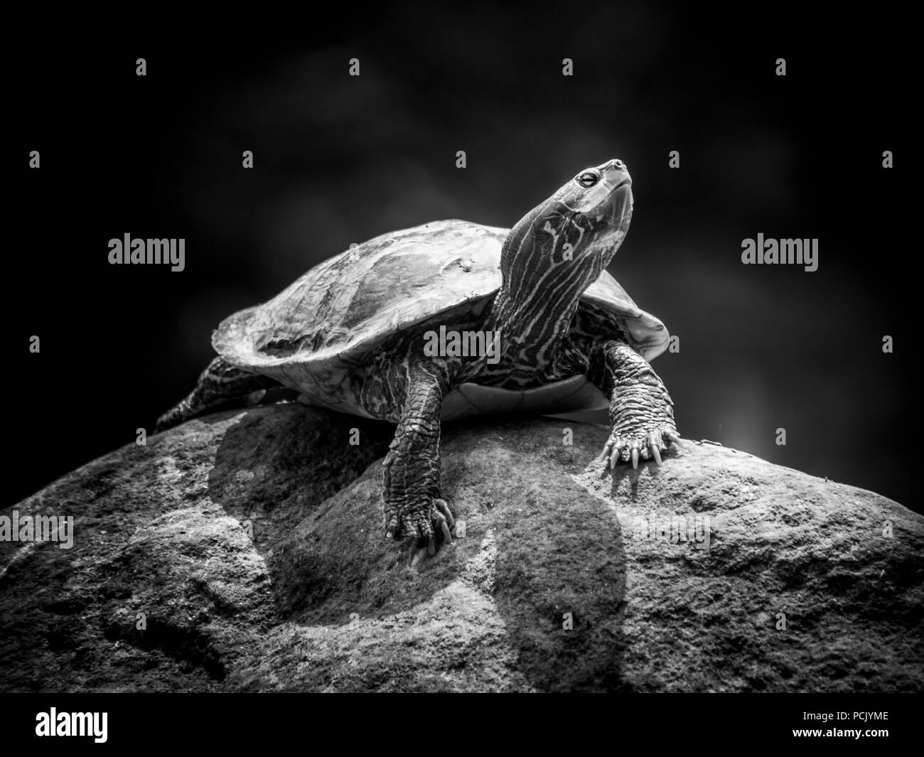 Creation animals Black and White Stock Photos & Images - Alamy