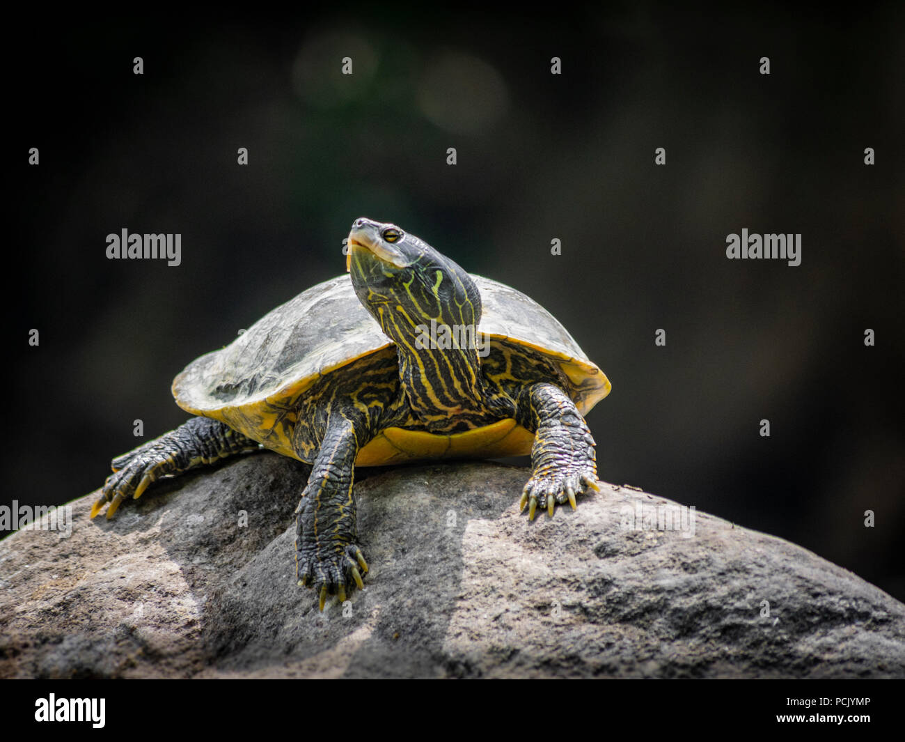Northern map turtle Stock Photo - Alamy