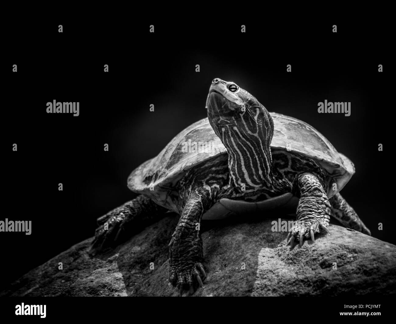 Northern map turtle Stock Photo - Alamy