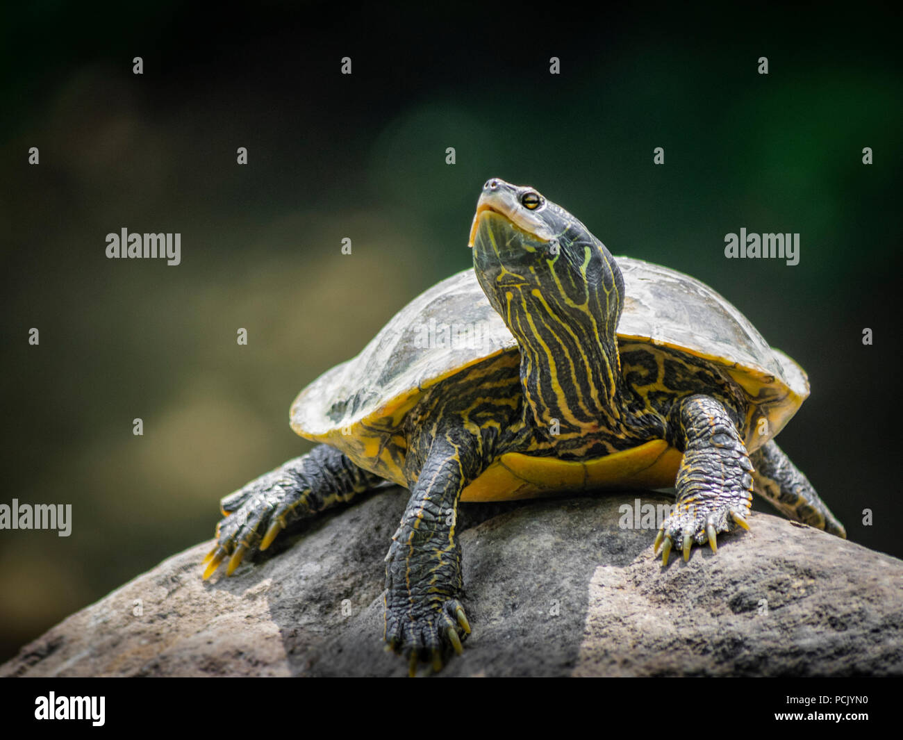 Northern Map Turtle High Resolution Stock Photography and Images - Alamy