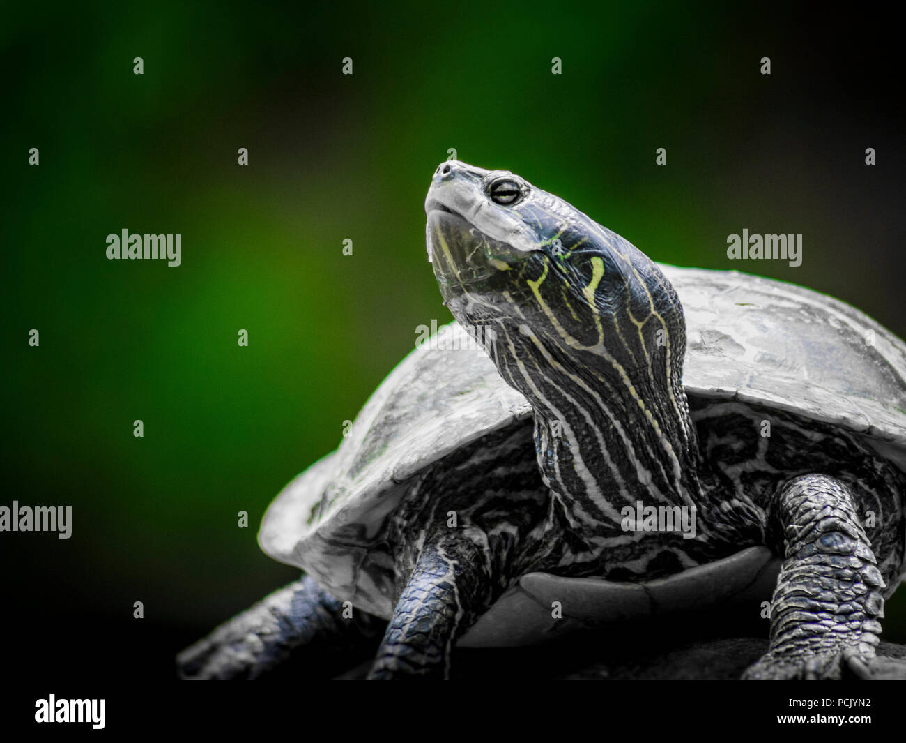 Northern map turtle Stock Photo - Alamy