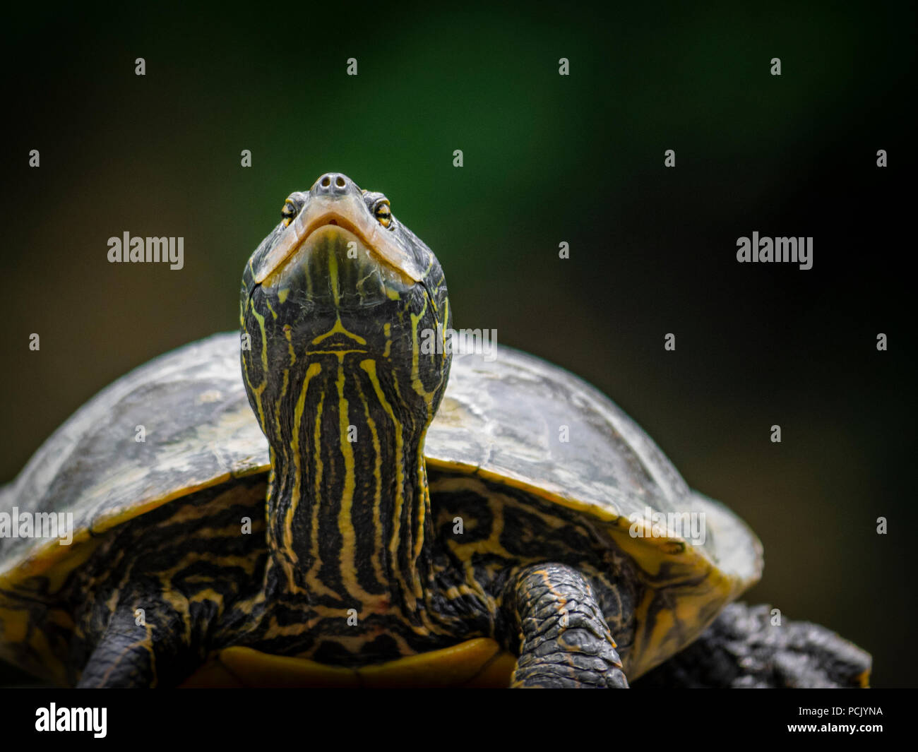 Northern map turtle Stock Photo - Alamy