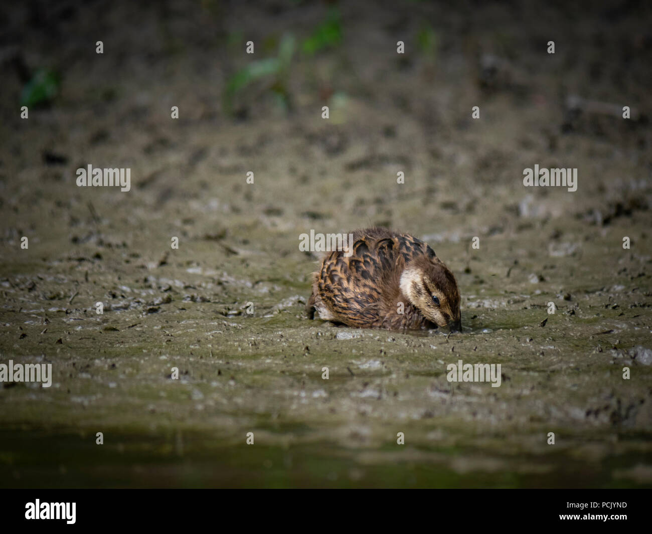 Cute little duck in mud Stock Photo - Alamy