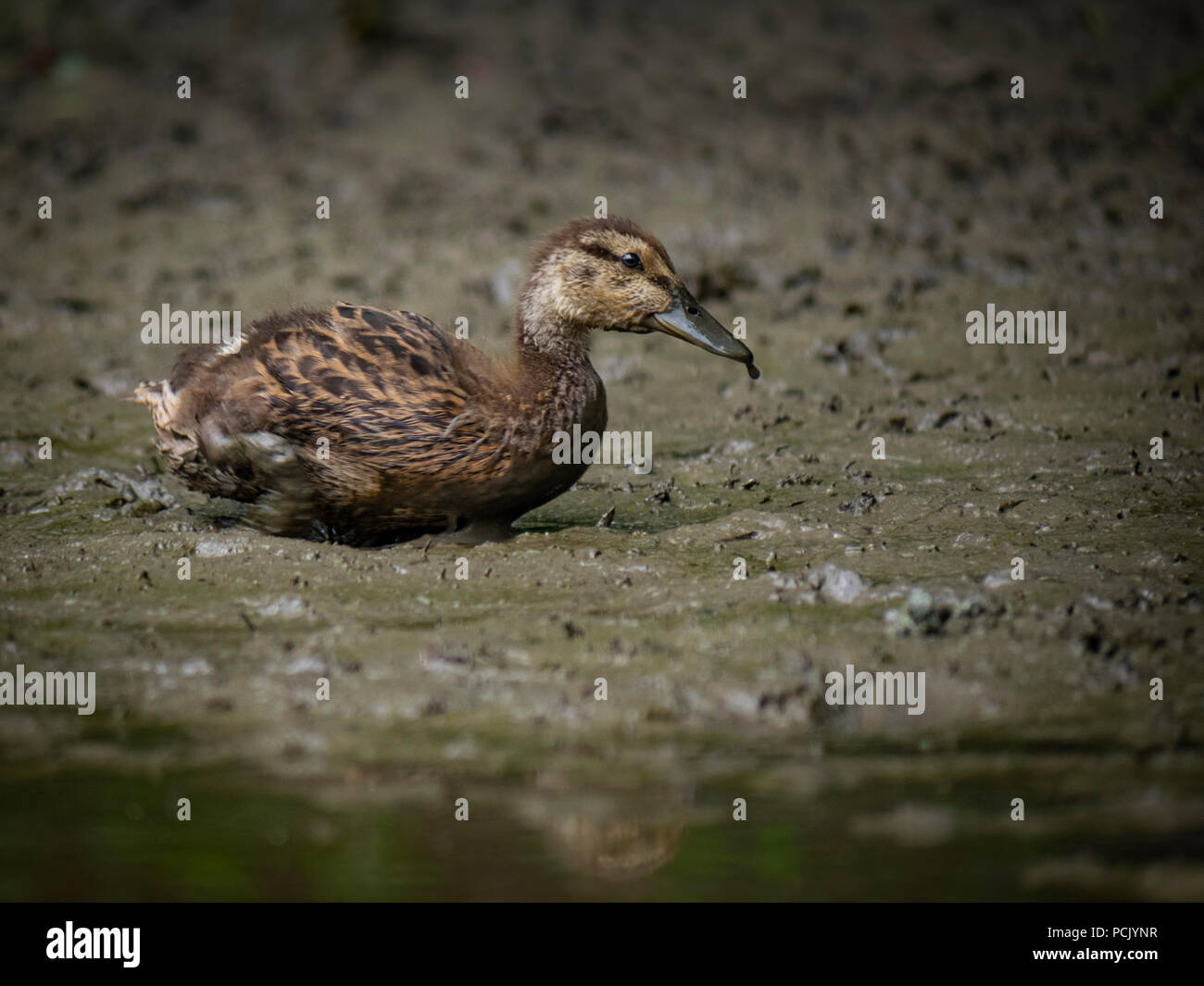 Cute little duck in mud Stock Photo - Alamy