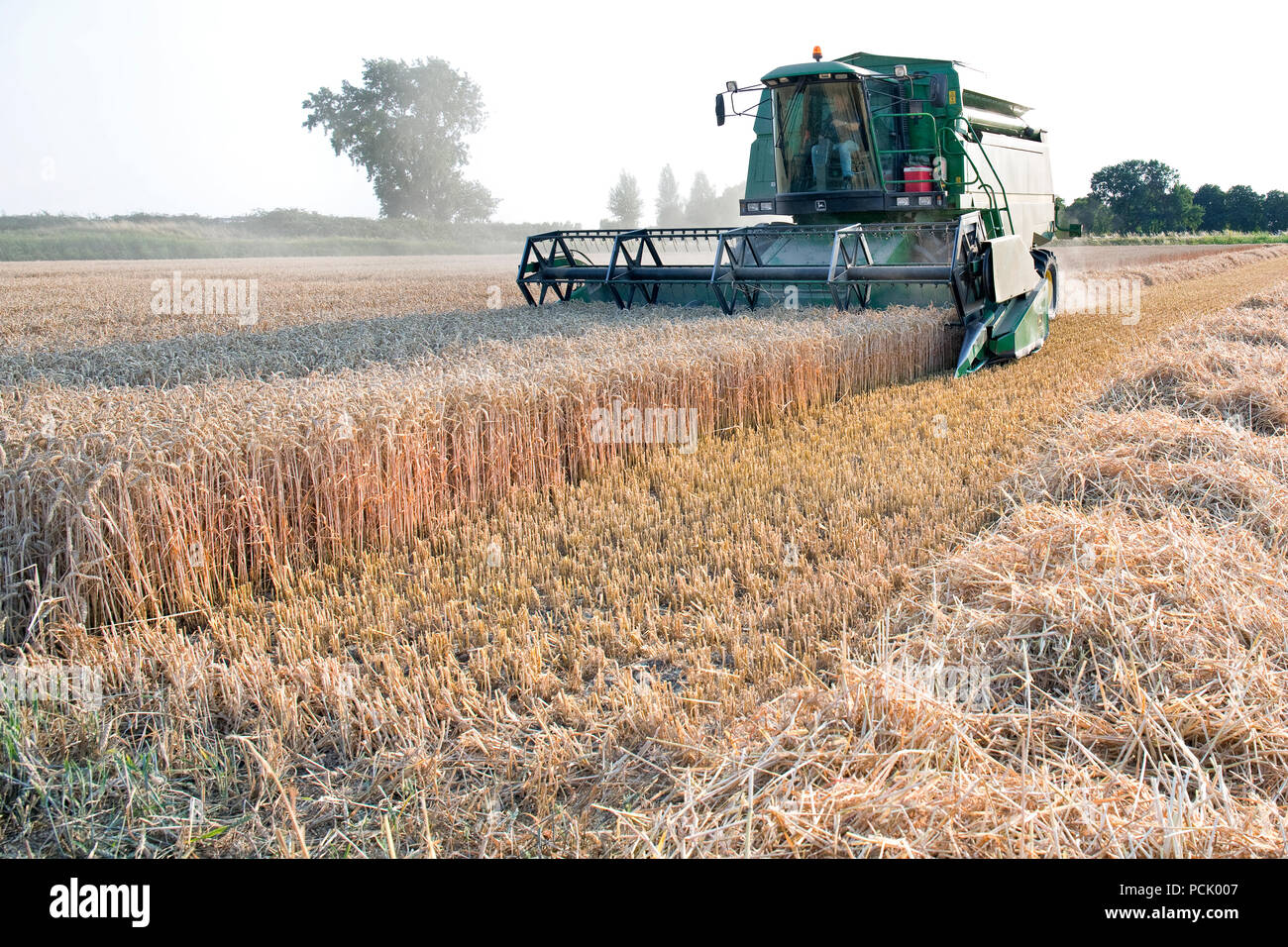 Green combine thirsty the grain from the field. As a result, the crop ...