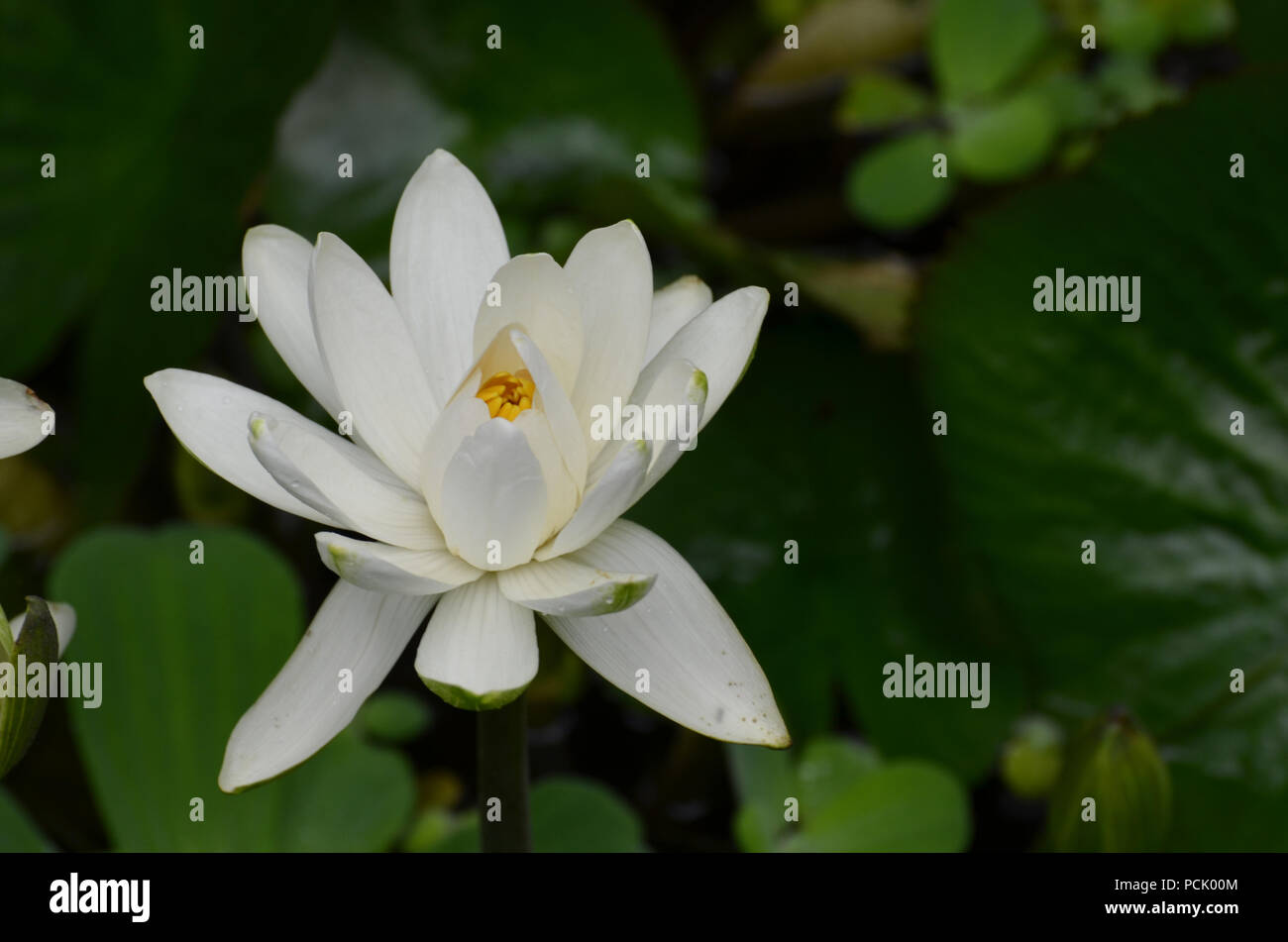 Blooming white lotus flower in wetlands and a pond Stock Photo - Alamy