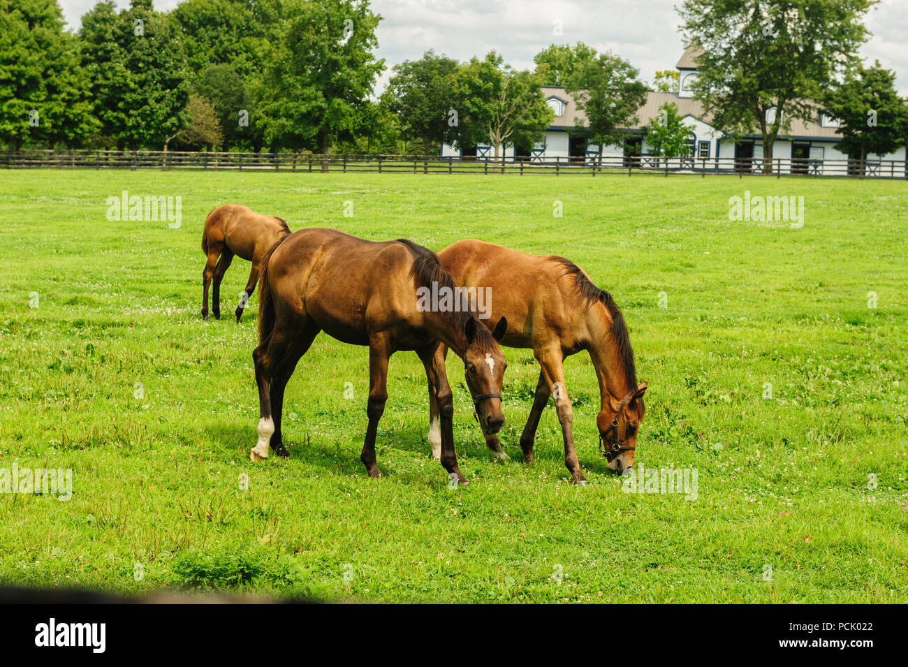 Bluegrass horse region hi-res stock photography and images - Alamy