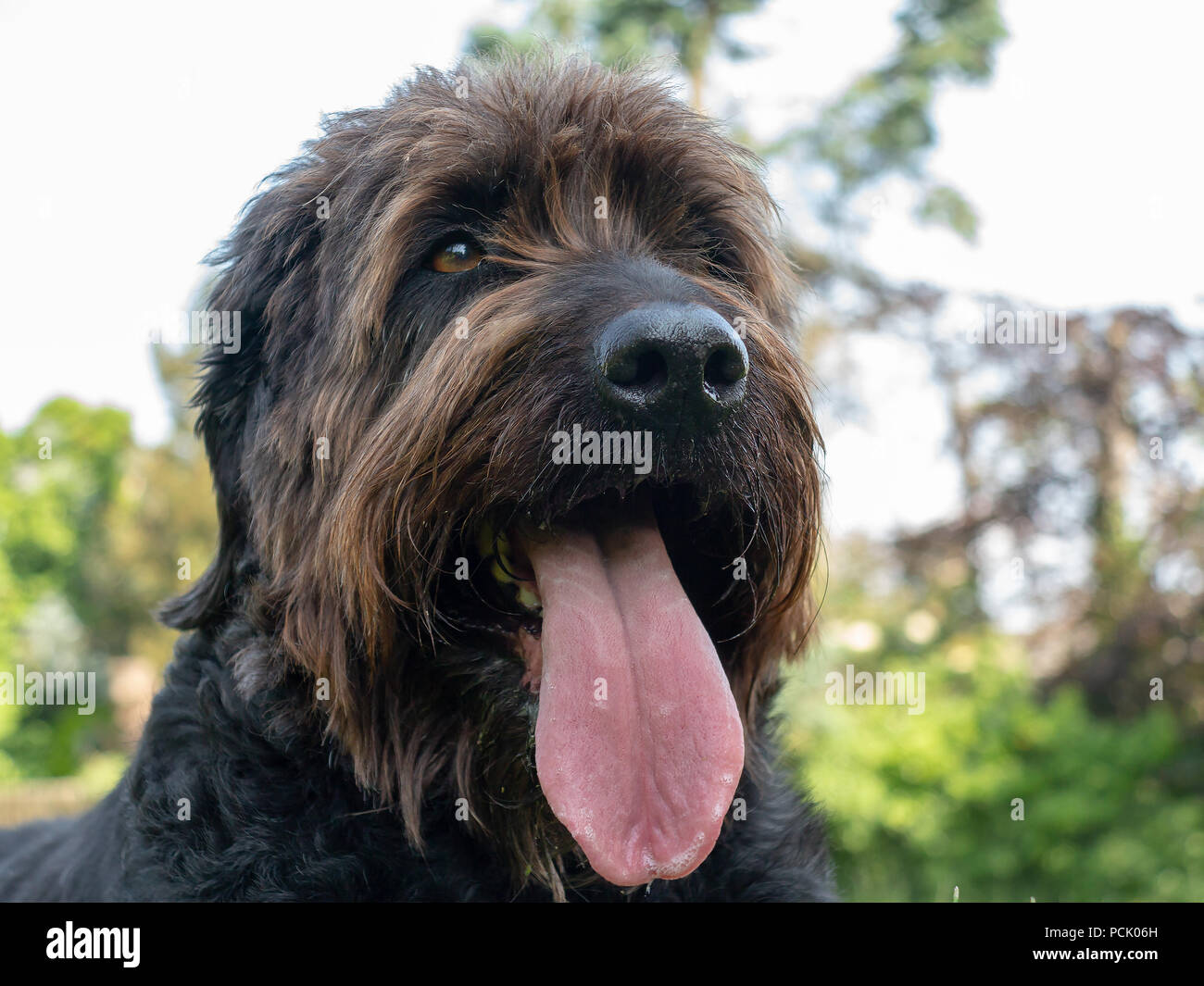 9 year old black Labradoodle dog lying and panting in Bruche Park ...