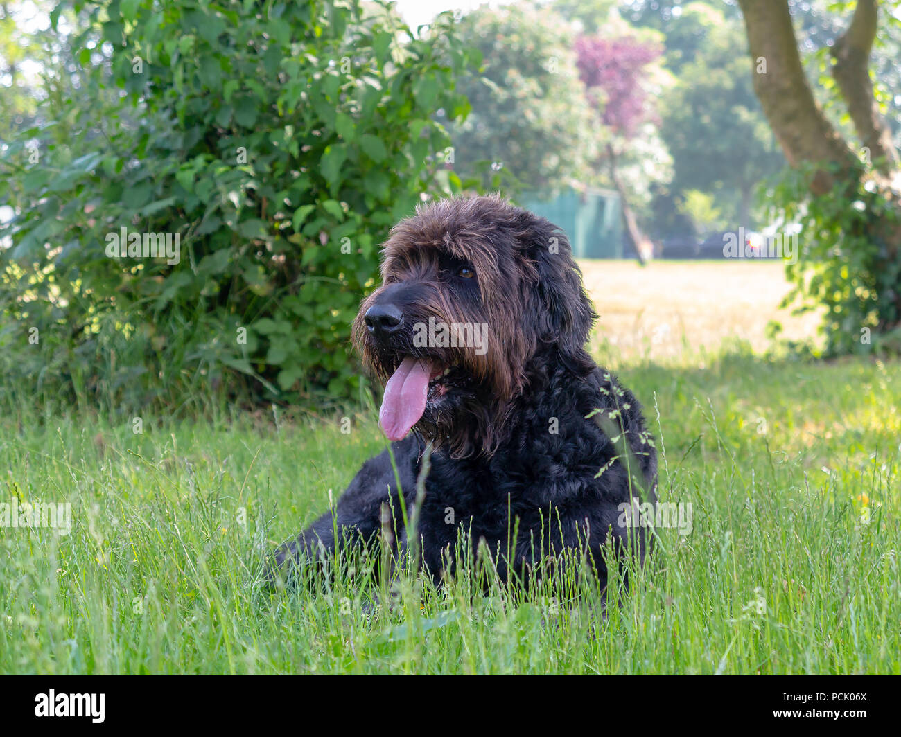 9 year old black Labradoodle dog lying and panting in Bruche Park ...