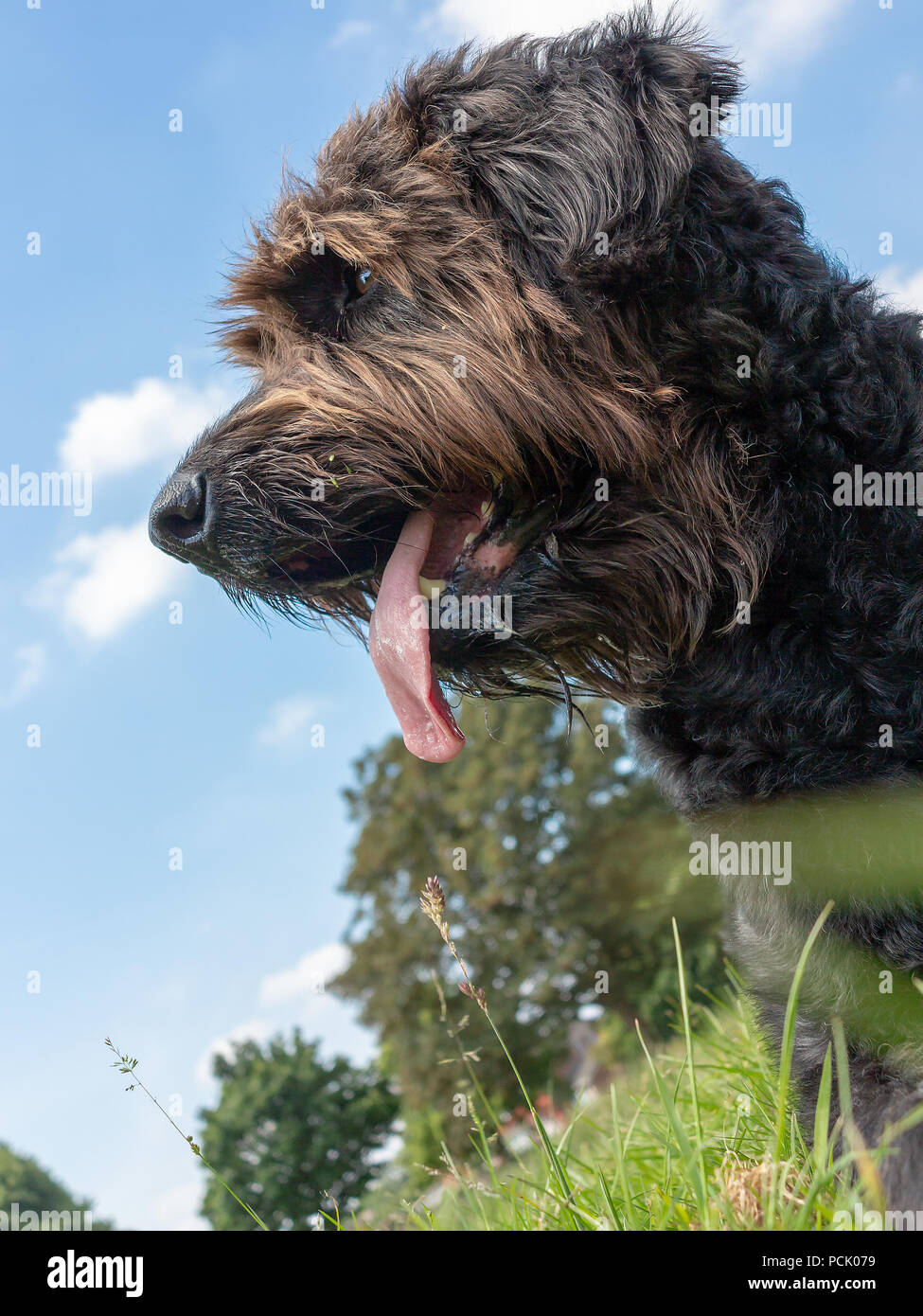9 year old black Labradoodle dog lying and panting in Bruche Park ...