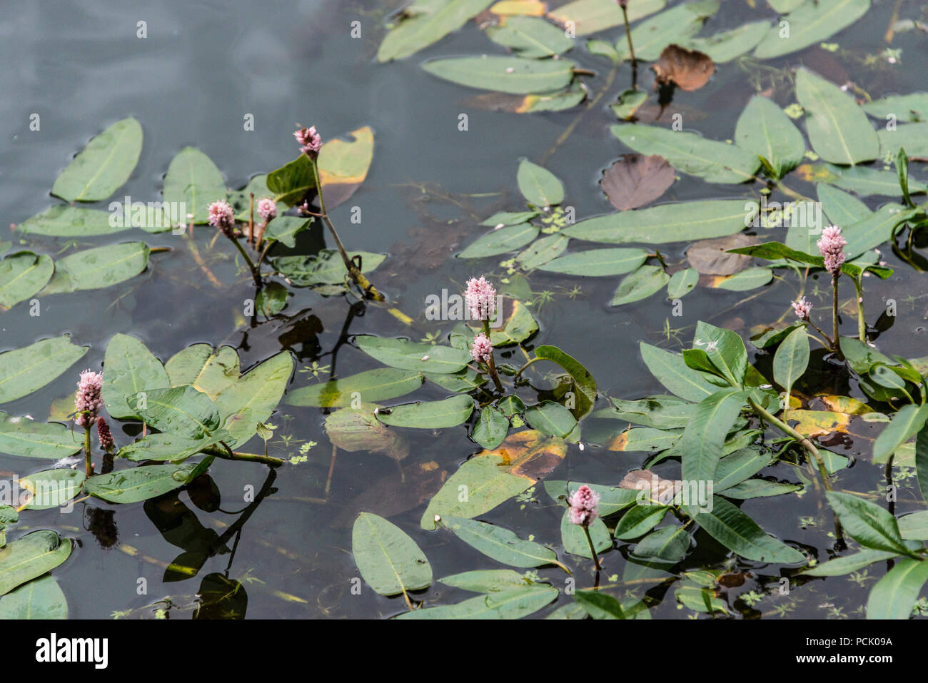 Amphibious bistort (Persicaria amphibia) in flower Stock Photo - Alamy