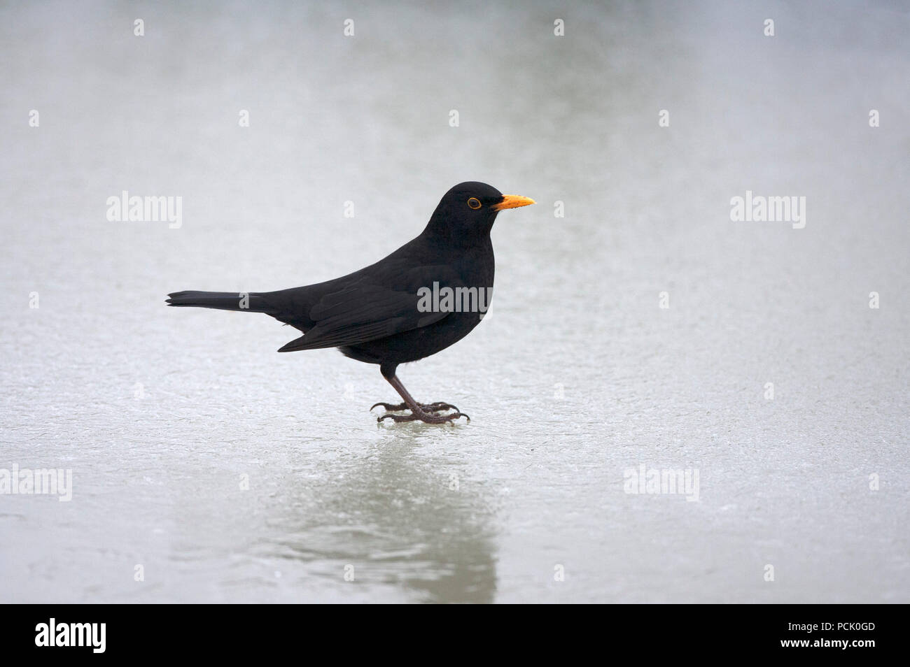 Blackbird, Turdus merula, single adult male standing on ice. Taken ...