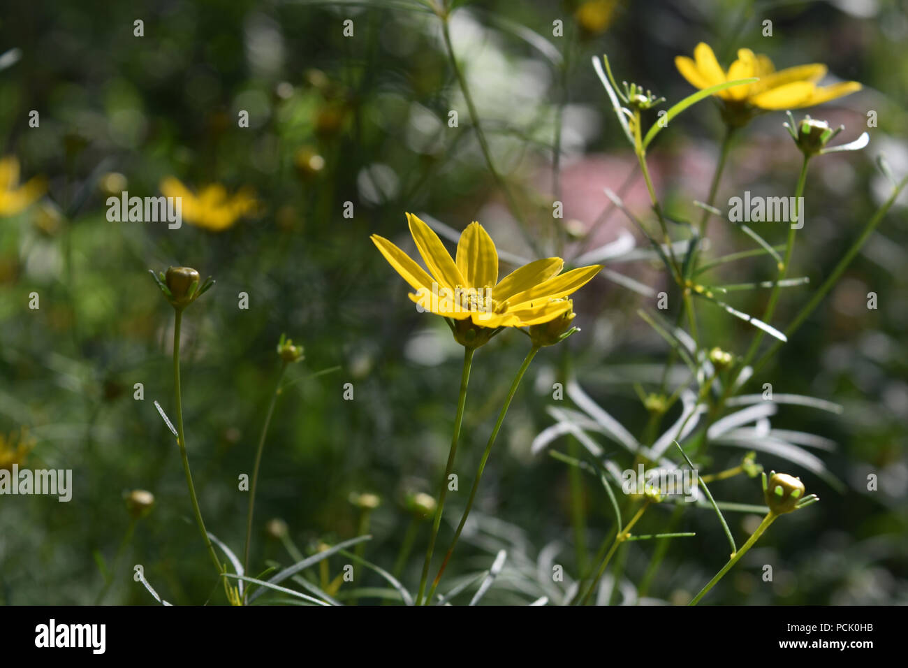 Gorgeous Yellow Coreopsis Flowers in a Garden Stock Photo - Alamy