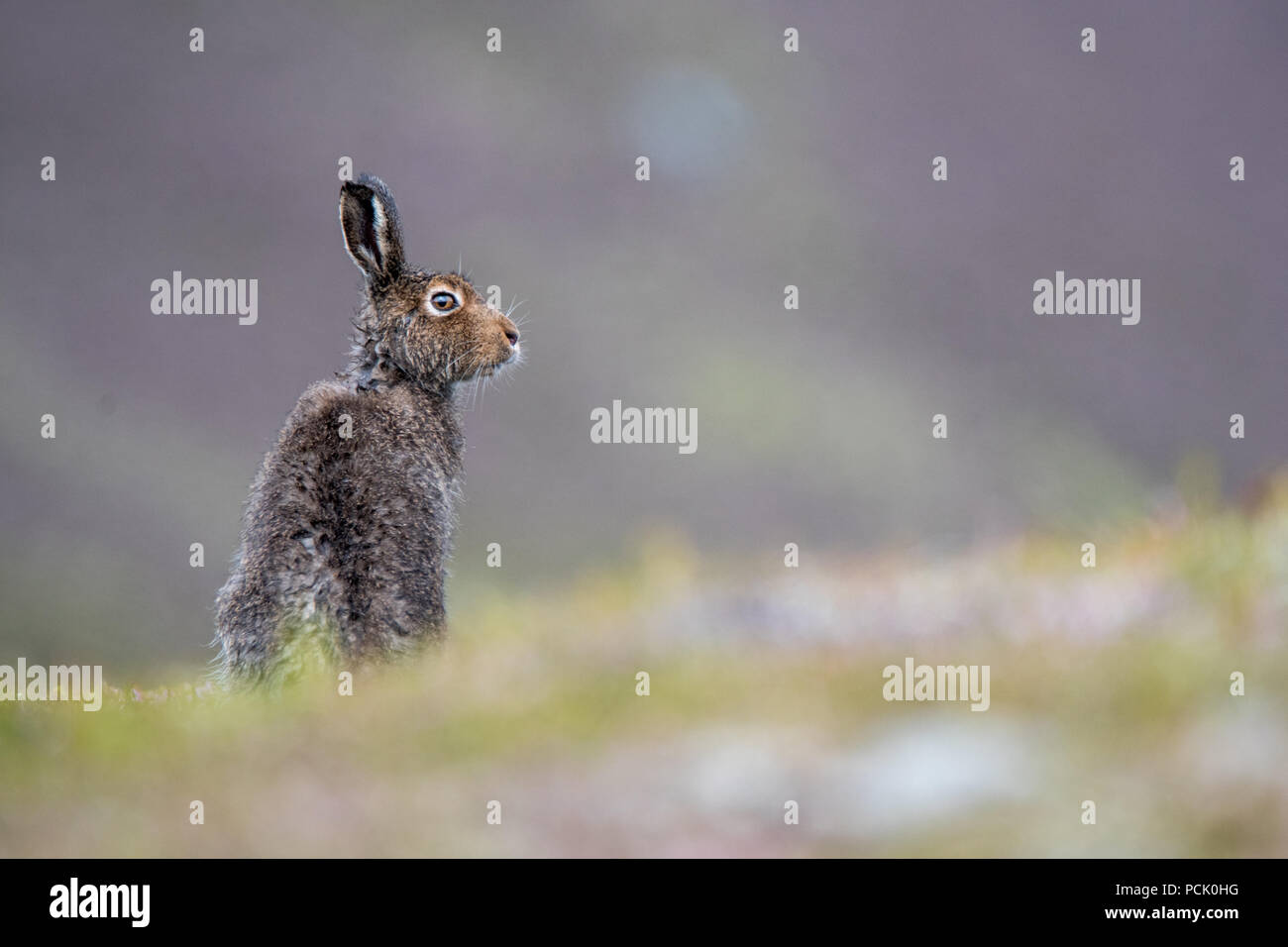 Hare side profile hi-res stock photography and images - Alamy