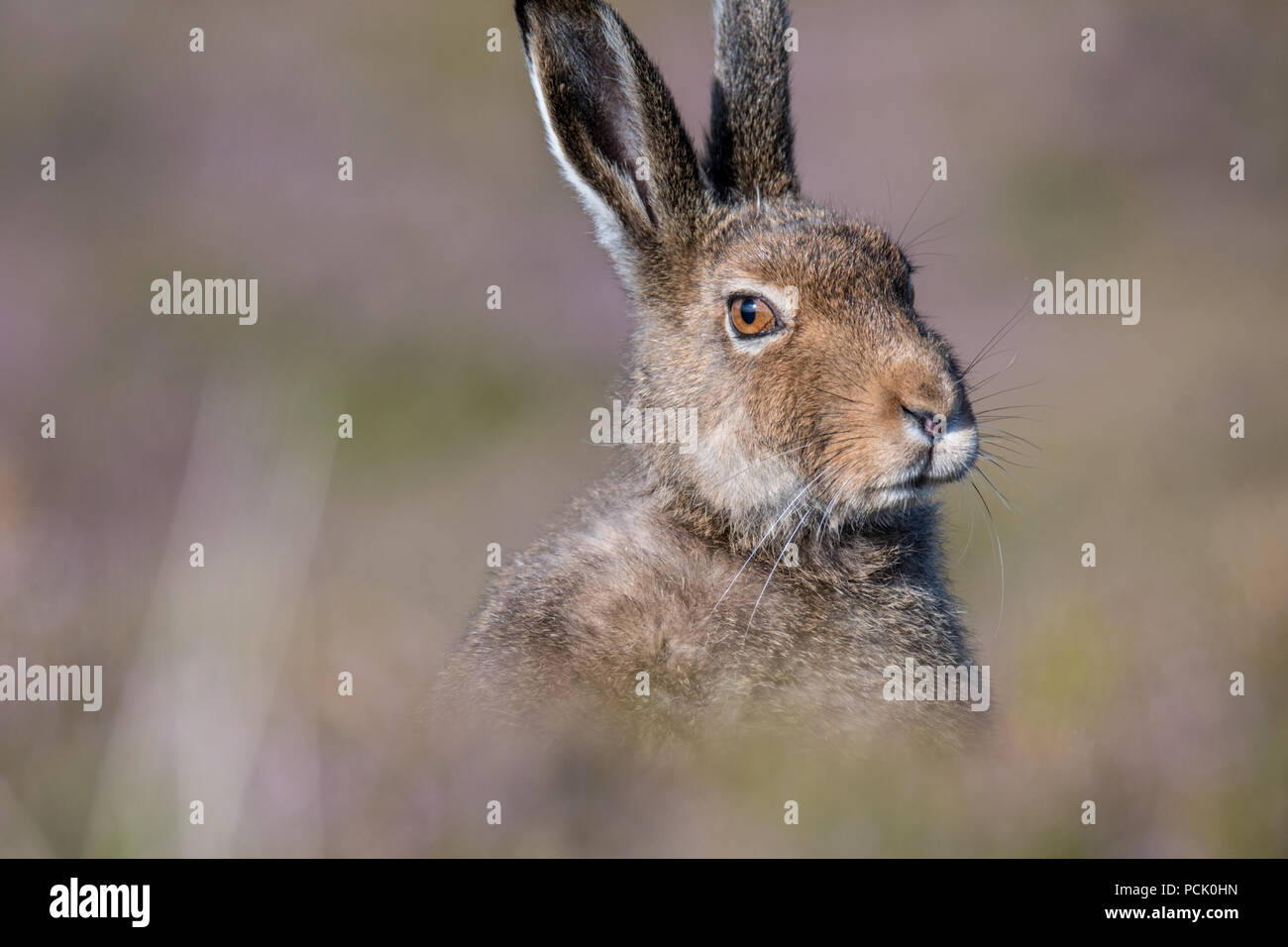 Hare side profile hi-res stock photography and images - Alamy