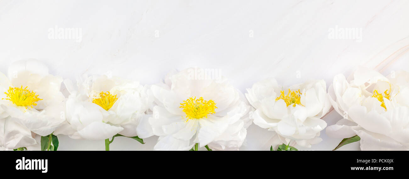 Beautiful blooming white peony flowers on marble background with copy ...